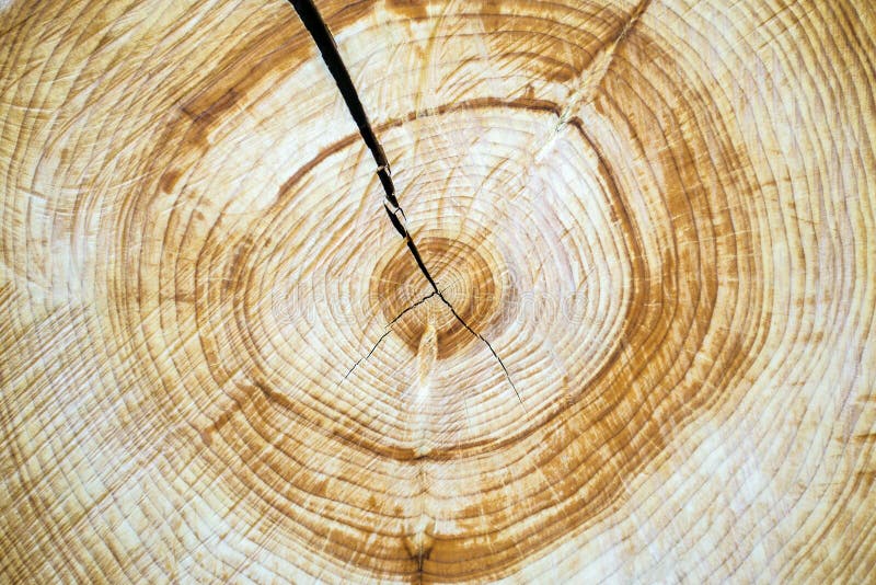Annual rings stock image. Image of backdrop, natural - 28352755