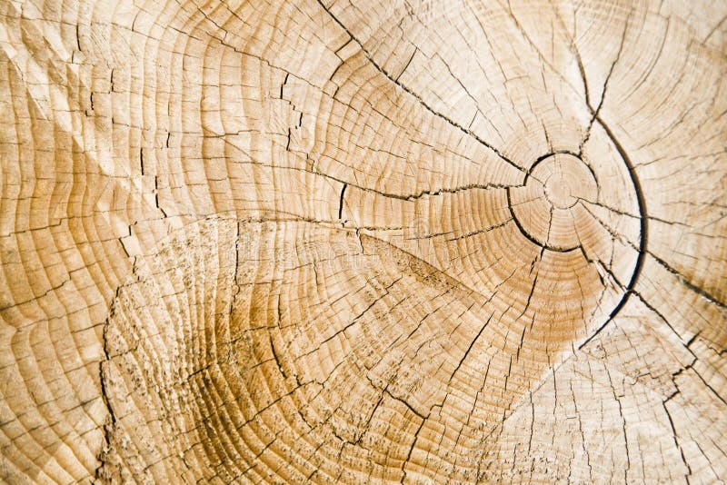 Annual Rings stock photo. Image of brown, break, grain - 5600346