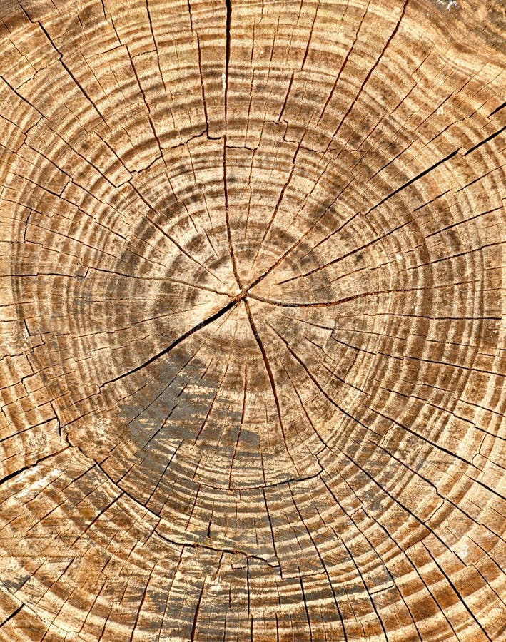 Tree Rings stock photo. Image of close, conservation - 31490294