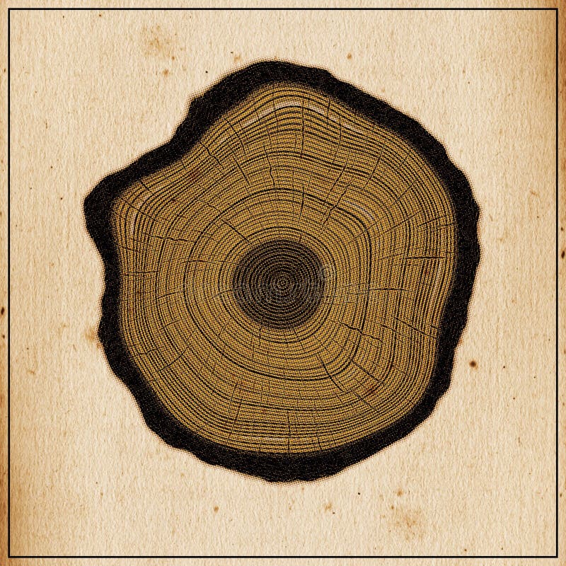 Annual rings in cut tree stock illustration. Illustration of annulus ...