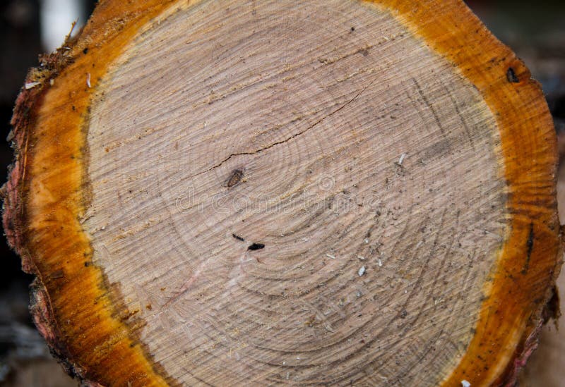 Annual rings stock photo. Image of cracks, wood, summer - 5522272