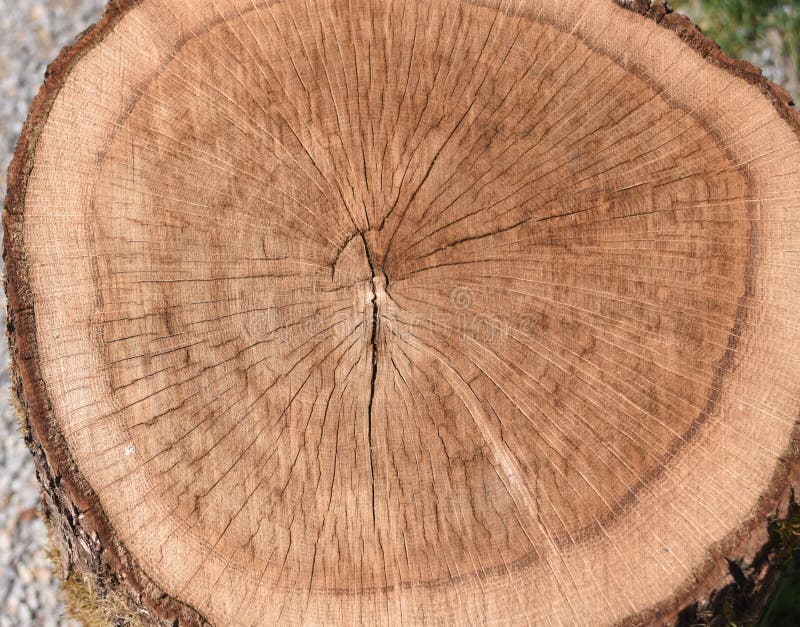 Annual rings stock photo. Image of board, annual, rings - 250002912