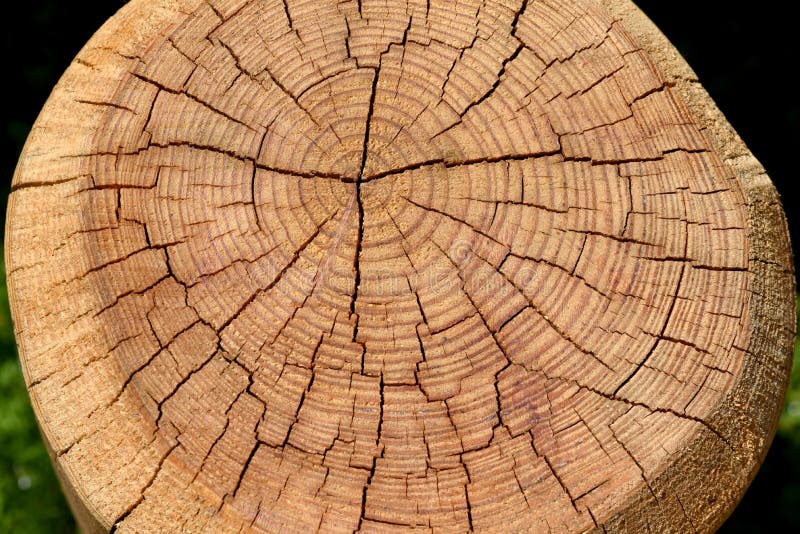 Annual rings stock photo. Image of ringshaped, cambium - 250644188