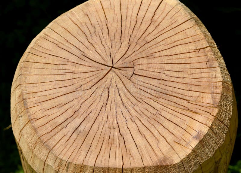 Annual rings stock image. Image of spruce, trunk, annual - 250644207