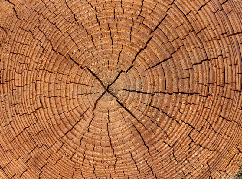 Annual rings stock image. Image of ringshaped, cambium - 250644213