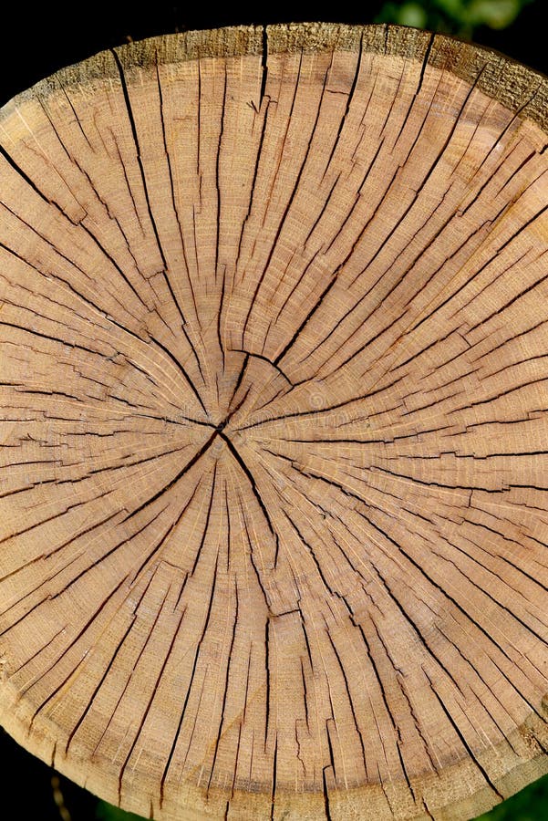 Annual rings stock image. Image of board, trunk, rings - 250644247