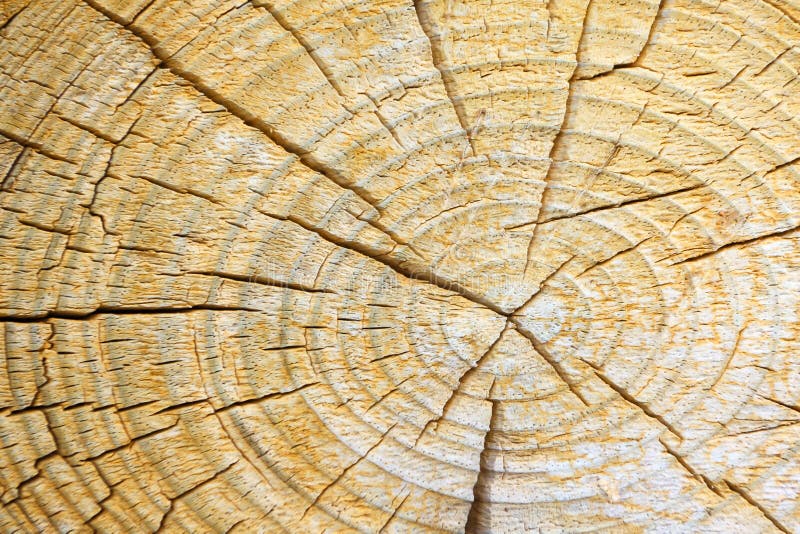 Annual rings of a log stock image. Image of cracked, brown - 35636755