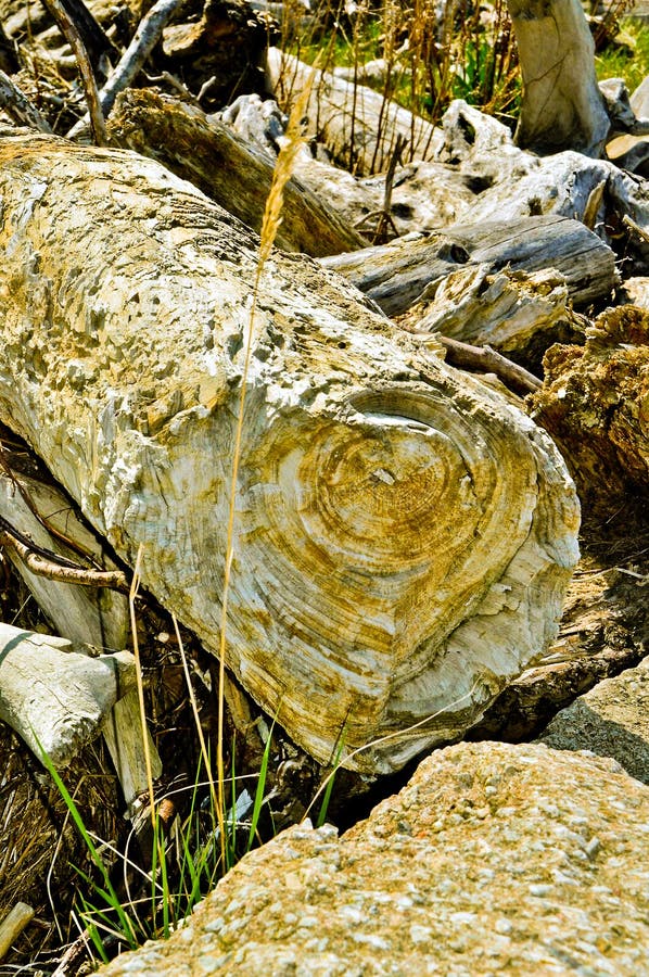 Annual rings stock photo. Image of dryness, grass, snag - 48902770