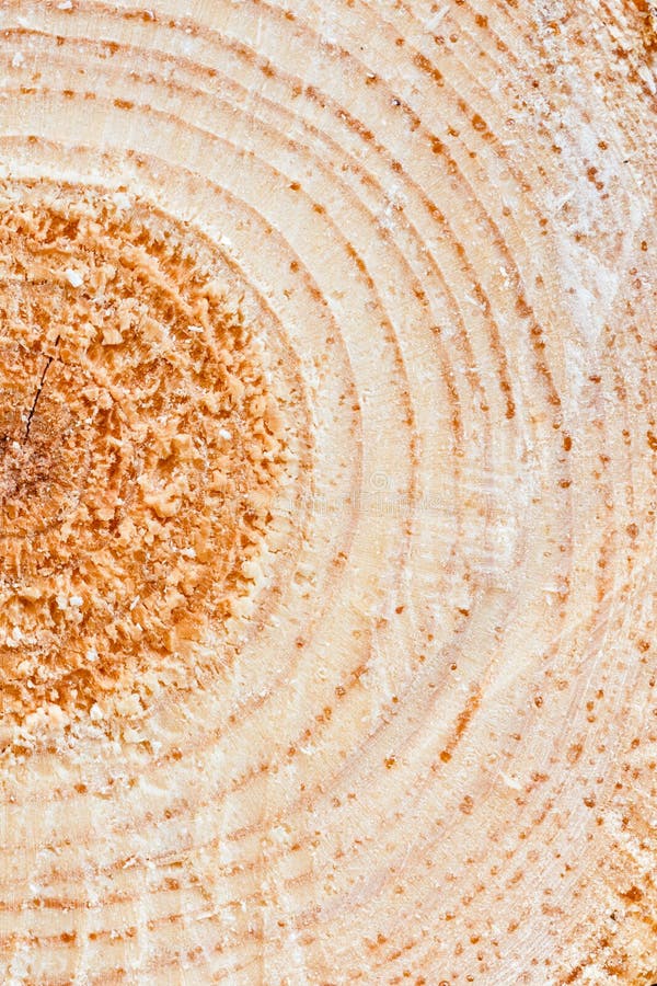 Annual Rings on Sawn Pine stock image. Image of detail - 57238769