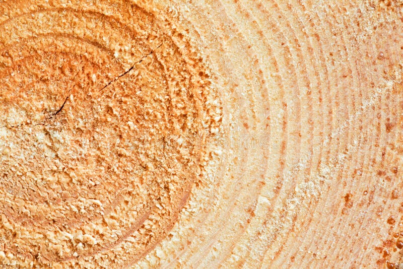Annual Rings on Sawn Pine Tree Timber Wood Stock Photo - Image of ...