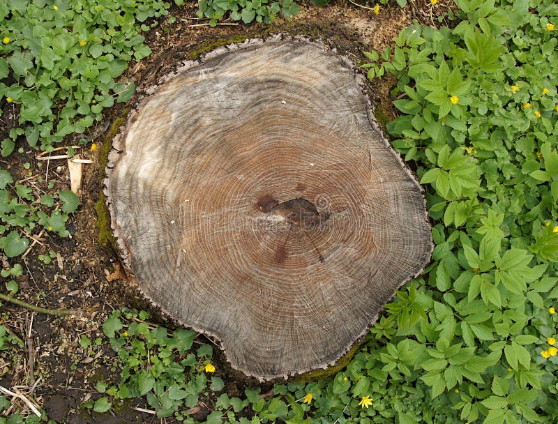 Annual rings on the stump stock photo. Image of ringshaped - 268847254