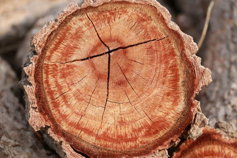 Cross Section Of Tree Trunk Showing Growth Rings Stock Image - Image of ...