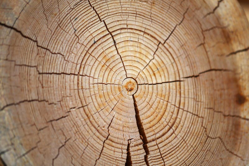 Annual rings on a tree stock photo. Image of life, cross - 117451108
