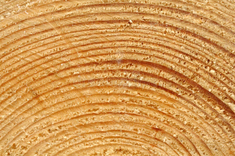 Annual Rings stock photo. Image of brown, break, grain - 5600346