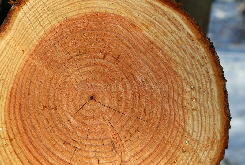 Annual rings on a tree stock image. Image of closeup - 84876079
