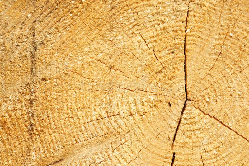 Annual rings on tree stock image. Image of trunk, circle - 40066057