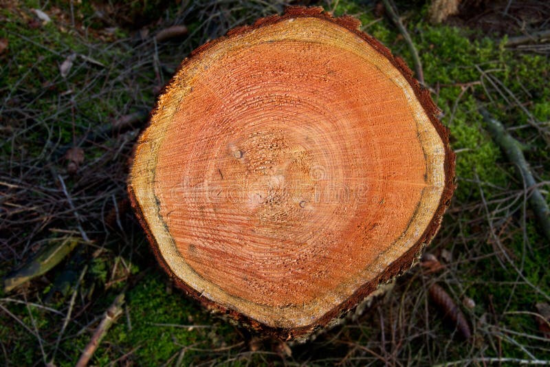 Annual rings in tree trunk stock image. Image of annual - 163875519