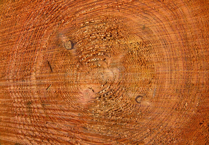 Annual rings in tree trunk stock photo. Image of wood - 163875594