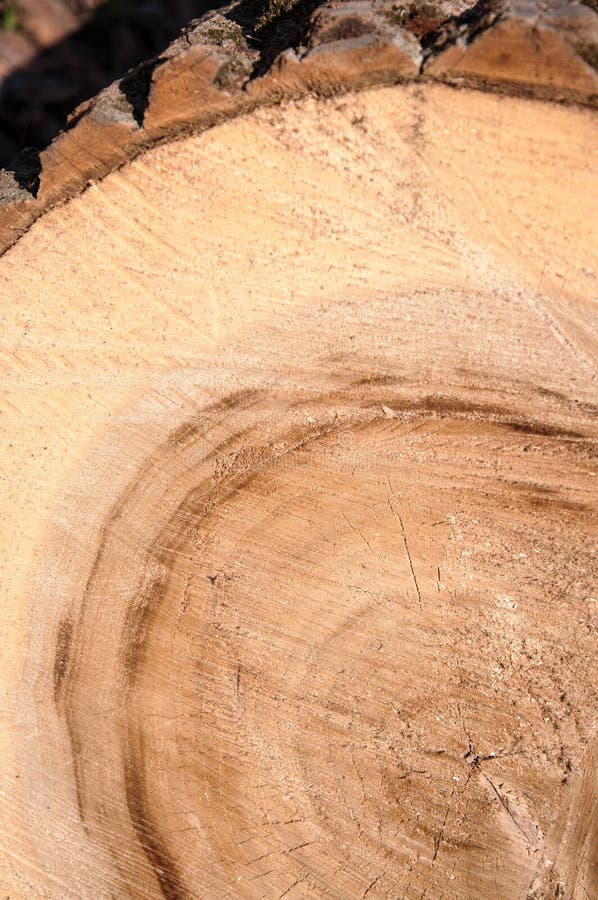 The Annual Rings on a Tree Trunk Stock Image - Image of ring, rings ...