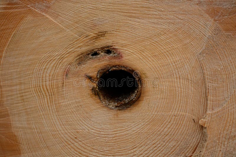 Annual Rings of a Tree Trunk Stock Image - Image of tree, norway: 69085445