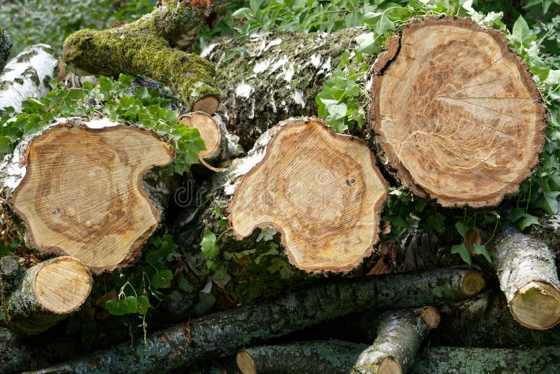 Annual Rings of Tree Trunks of a Felled Birch Tree Stock Image - Image ...