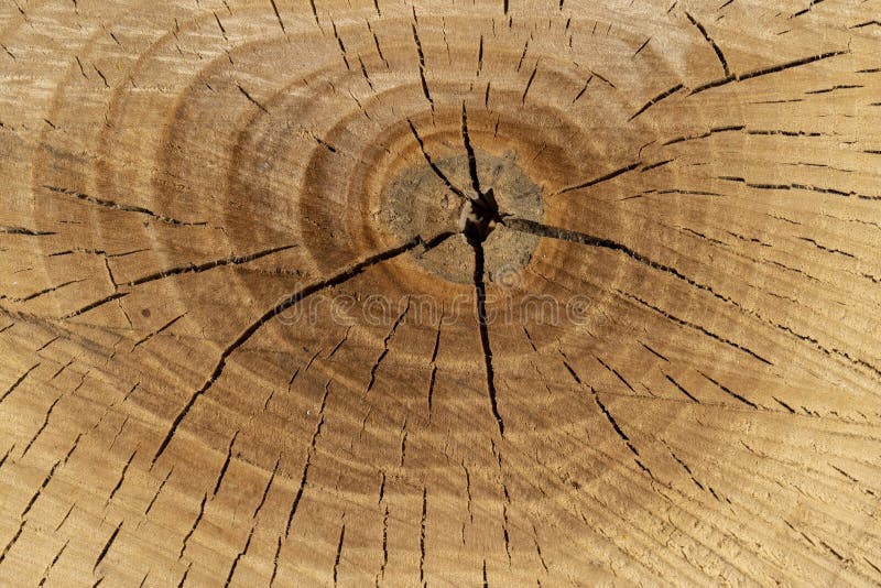 Annual Rings on a Walnut Trunk Stock Photo - Image of stump, tree ...