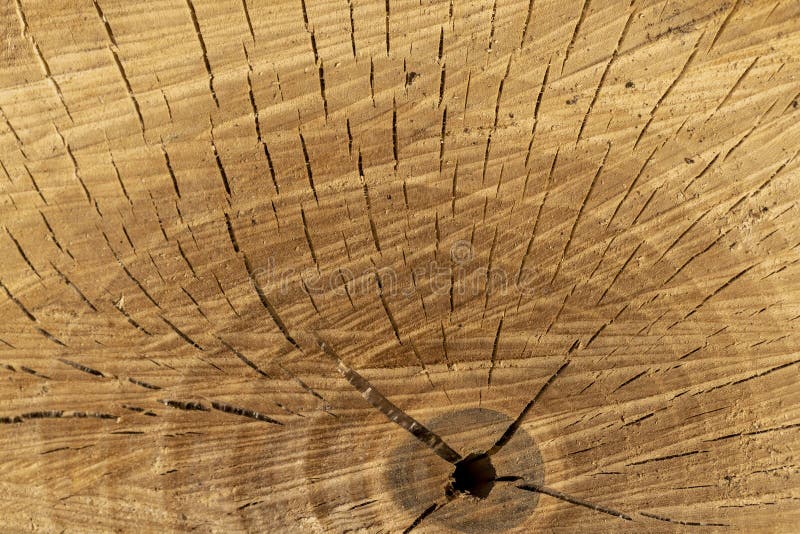 Annual Rings on a Walnut Trunk Stock Photo - Image of sawn, growth ...