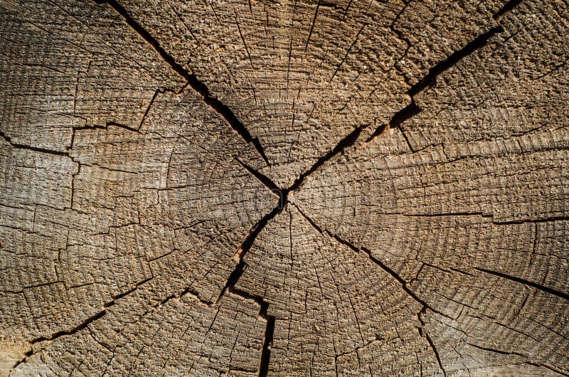Annual Rings, Wood Texture of Cut Tree Trunk. Stock Image - Image of ...