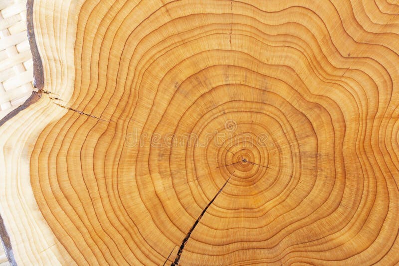 Concentric Annual Growth Rings of Walnut Tree Slice. Cracked and ...