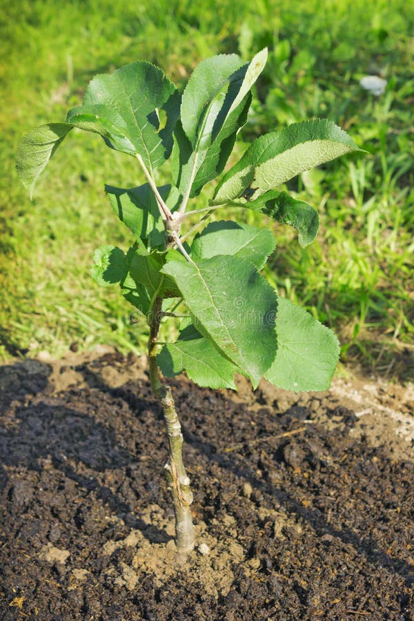 1,420 Apple Seedling Stock Photos - Free & Royalty-Free Stock Photos ...