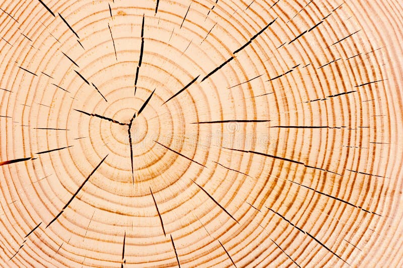 Annual Tree Rings, Fine Texture Stock Photo - Image of crack, annual ...