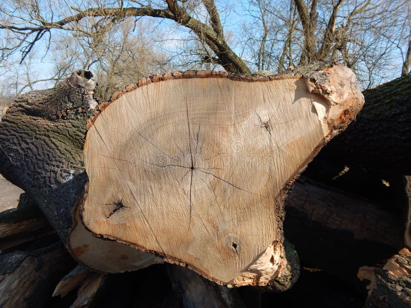 Annular rings stock photo. Image of trees, history, lumber - 113615494