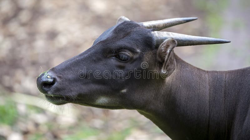 Anoa stock photo. Image of indonesia, bovinae, asian - 120472268