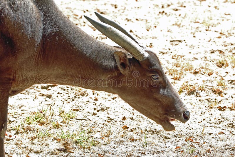 Anoa de la tierra baja foto de archivo. Imagen de blanco - 90386588