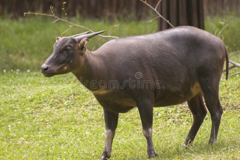 Anoa stock photo. Image of furry, outdoor, indonesia - 30628666