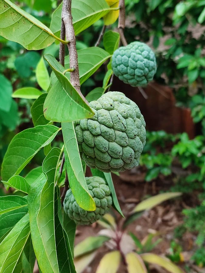 Anoda is a Popular Fruit in Sri Lanka Stock Photo - Image of jungle ...