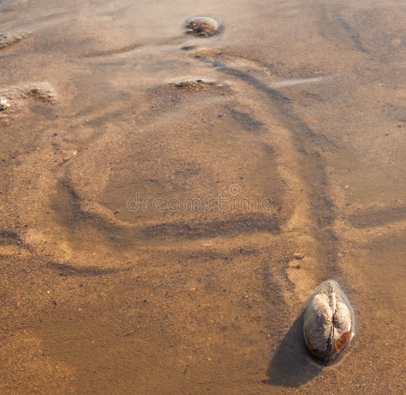 Anodonta anatina stock image. Image of outdoors, reflection - 84098959