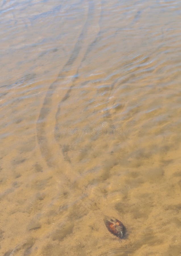 Shell Mussel Anodonta Anatina Stock Image - Image of close, reflection ...