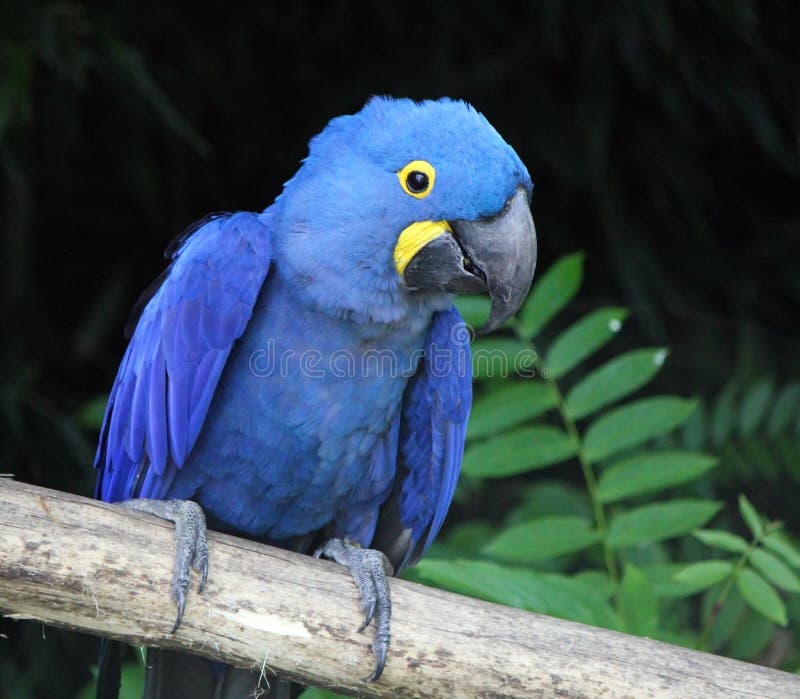 Duża Błękitna Papuzia Hiacyntowa Ara, Anodorhynchus Hyacinthinus W ...