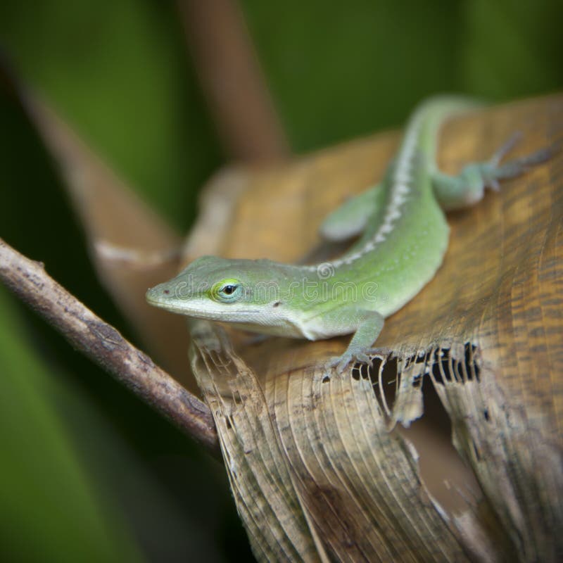 Anole stock image. Image of anolis, wild, anole, lizard - 24089421