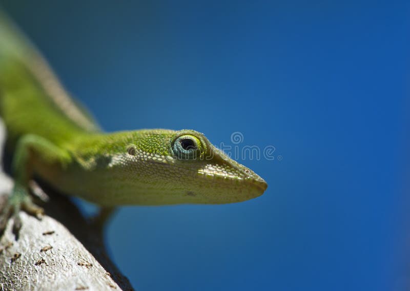 Colorful Anole stock photo. Image of reptile, latin, headed - 9798360