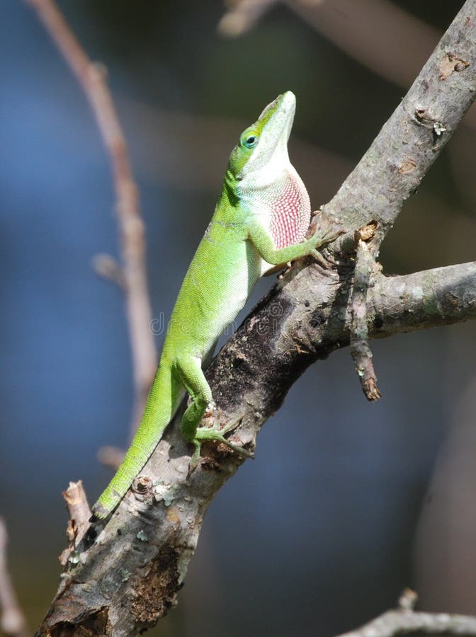 Small Lizard on Tree stock photo. Image of mottled, lizard - 103264258