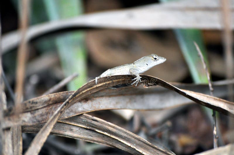 Anole on a Leaf stock photo. Image of grey, palm, dried - 40619224