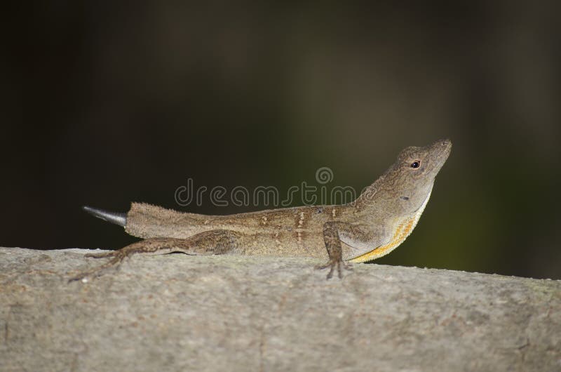 Anole lizard stock image. Image of north, reptiles, bird - 37547325