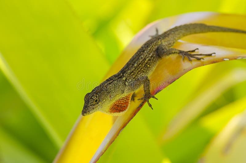 Lizard Displaying Red Throat Stock Photo - Image of tail, dominance ...