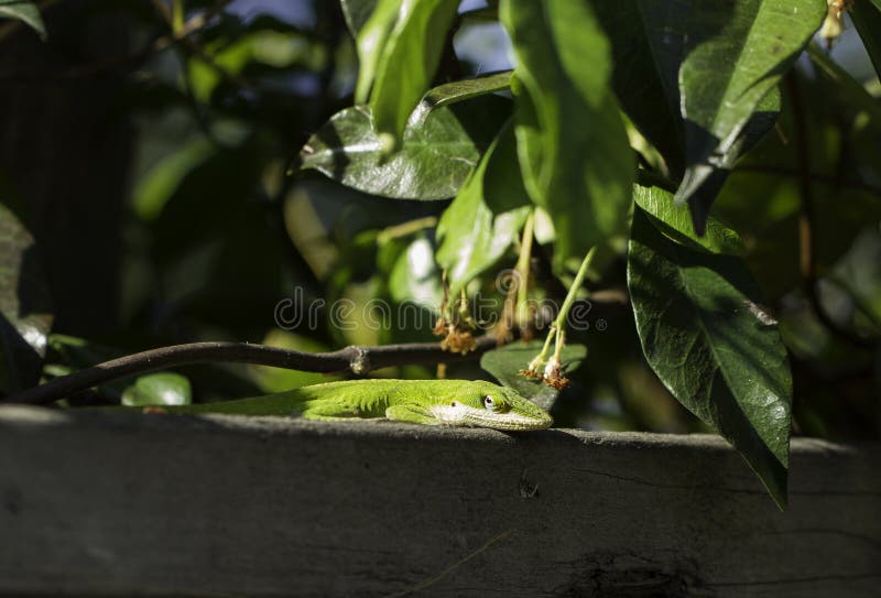 Anole Lizard in California stock image. Image of lizard - 56002543