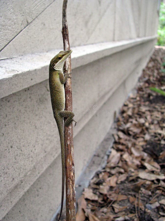Twig anole stock image. Image of surinam, lizards, diurnal - 19749483