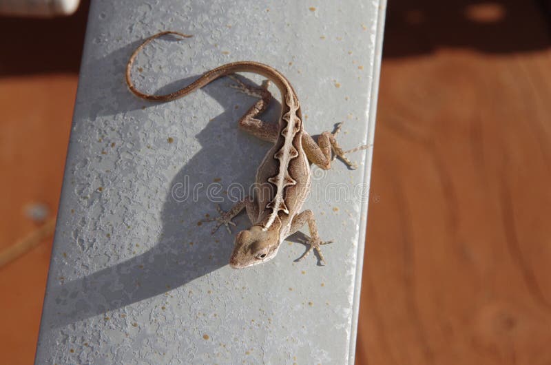Anole, Lizard, Gecko stock image. Image of anole, watches - 41904711