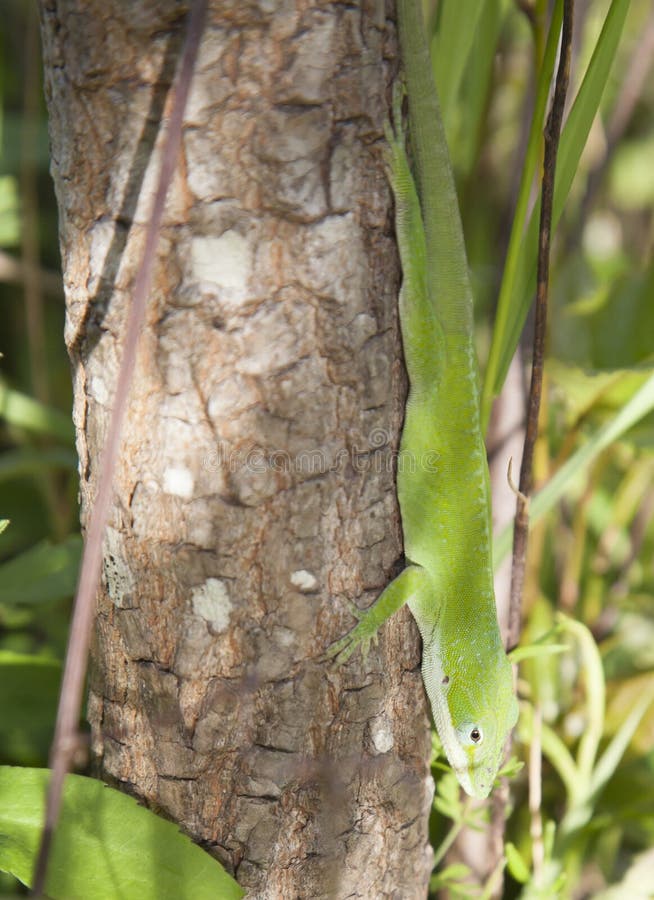 Anole Lizard stock image. Image of carolinensis, gripping - 84503435