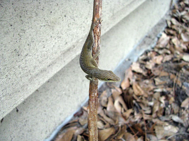 Twig anole stock image. Image of surinam, lizards, diurnal - 19749483
